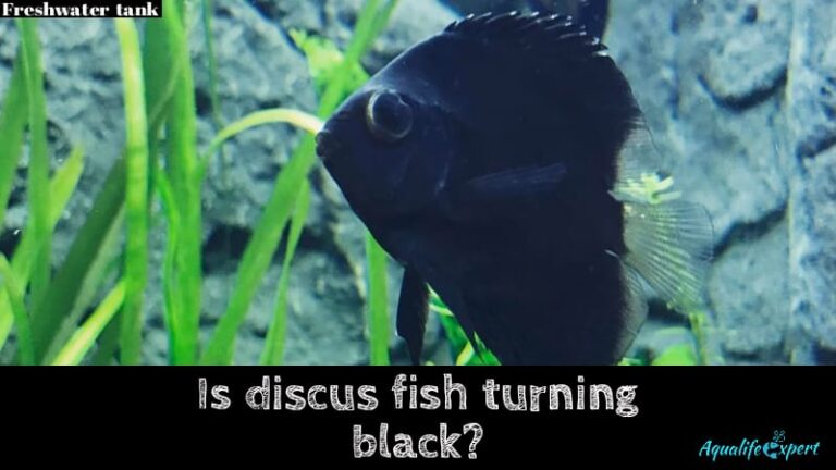 Is Discus Turning Black? Don't Make These Horrible Mistakes - Aqua Life ...