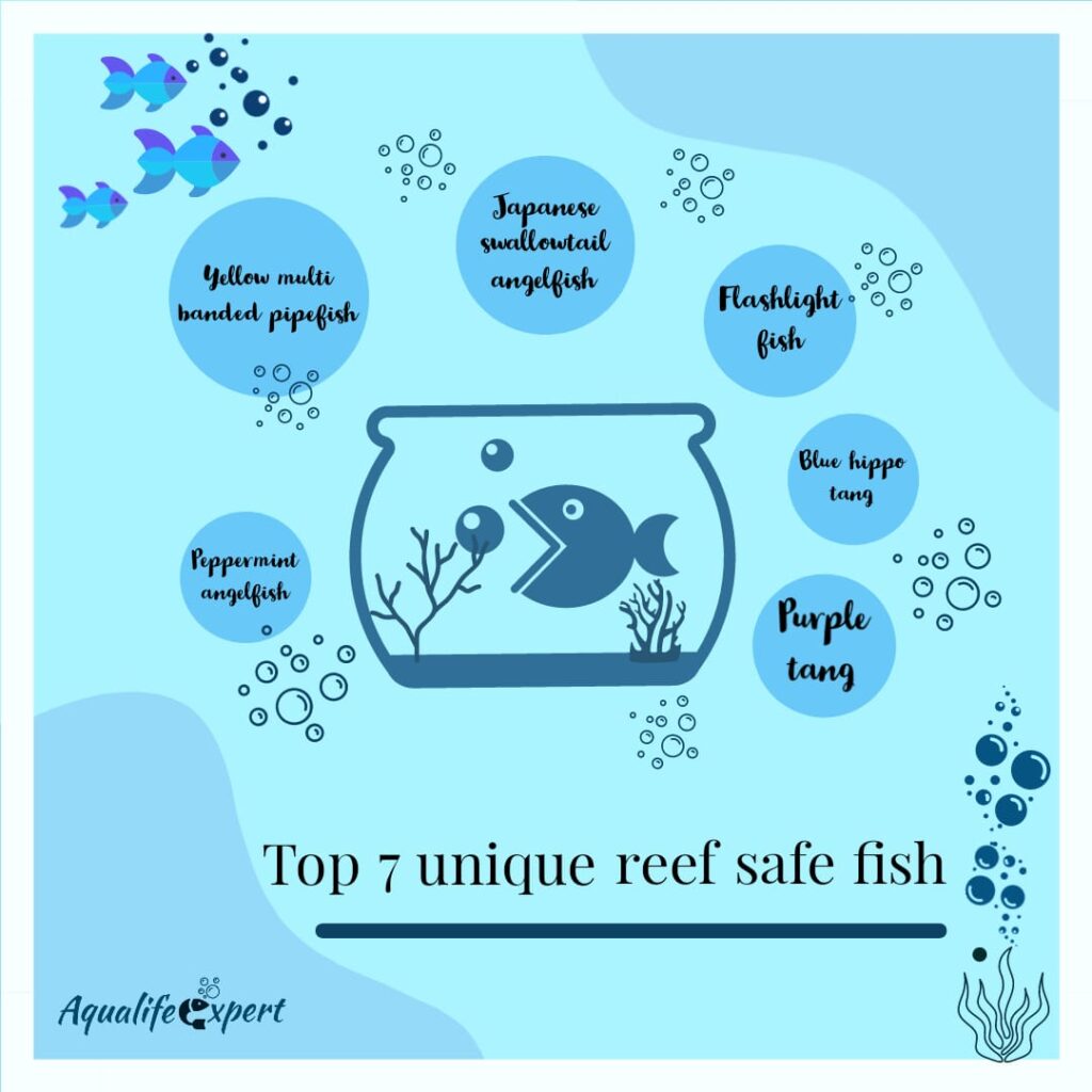 Unique Marine Reef Safe Fish Revealed: Top 7 Recommendation - Aqua Life ...