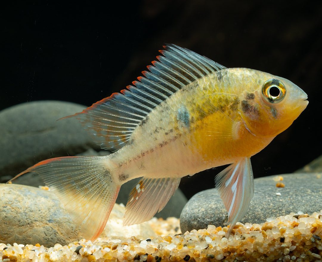 Starter Fish For Beginners: 9 Best Recommendations - Aqua Life Expert