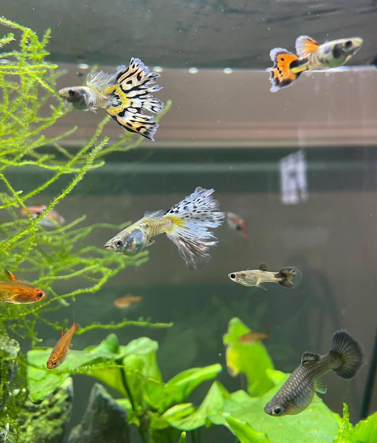 Starter Fish For Beginners: 9 Best Recommendations - Aqua Life Expert