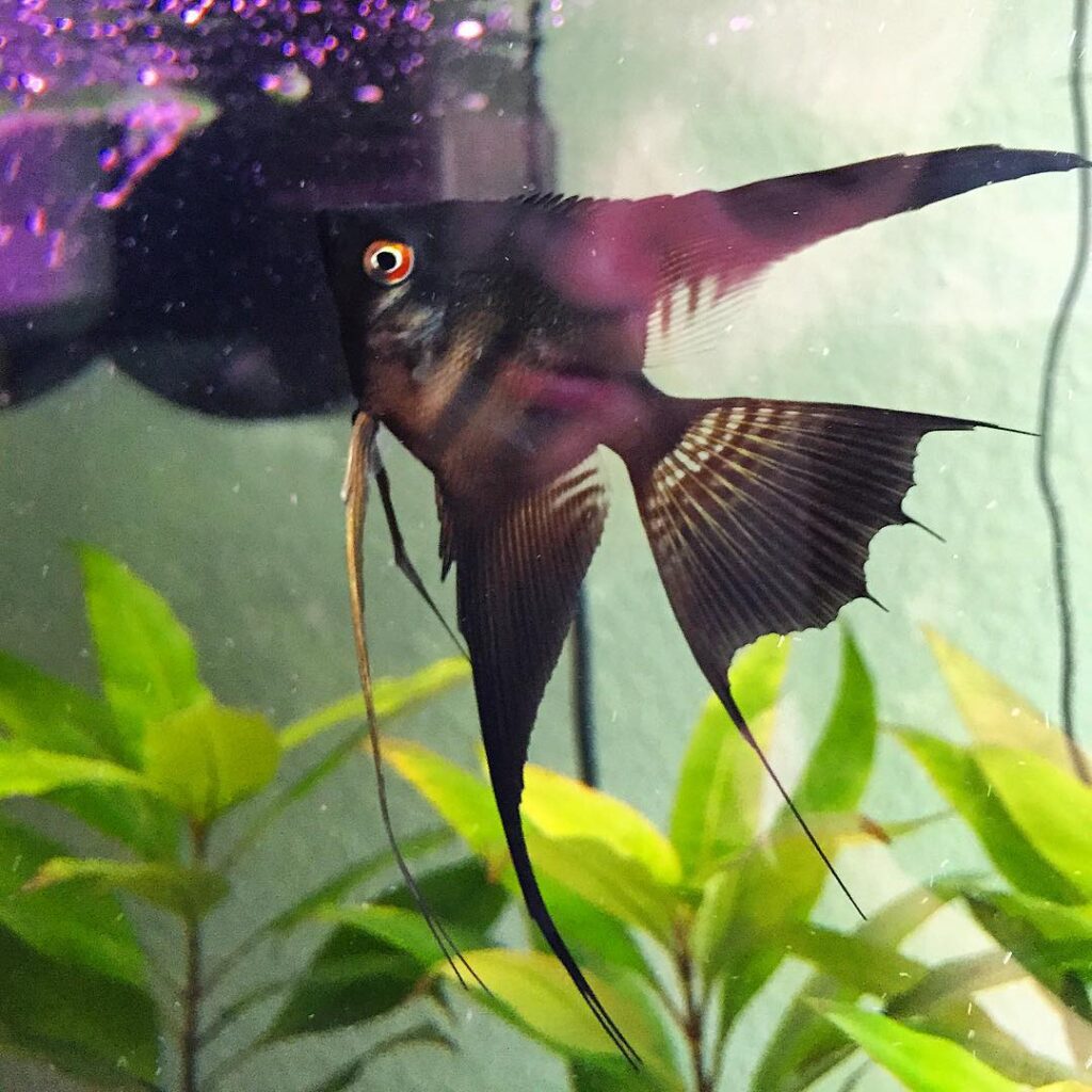 Best 13 Black Aquarium Fish With Pictures: Which one do You Have ...