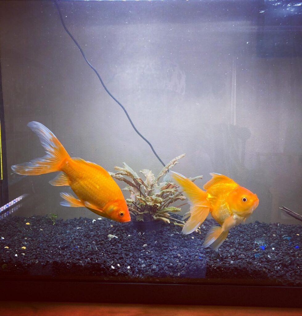 Starter Fish For Beginners: 9 Best Recommendations - Aqua Life Expert