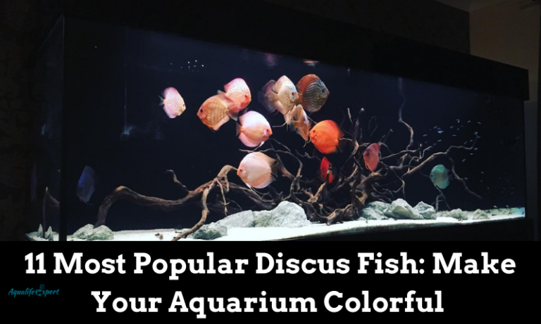 11 Most Popular Discus Fish: Make Your Aquarium Colorful - Aqua Life Expert
