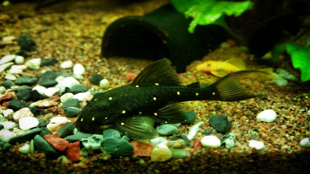 10 Types of Pleco Fish: With Pictures & Recommendation - Aqua Life Expert