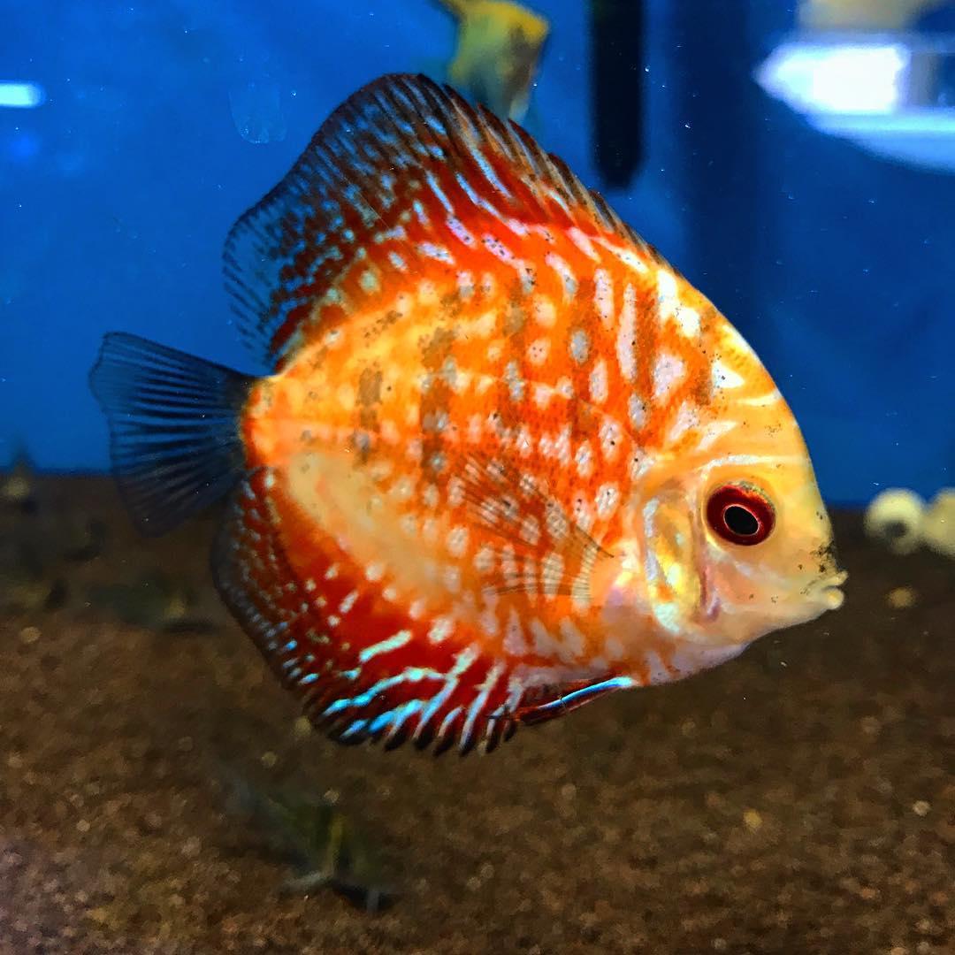 11 Most Popular Discus Fish: Make Your Aquarium Colorful - Aqua Life Expert