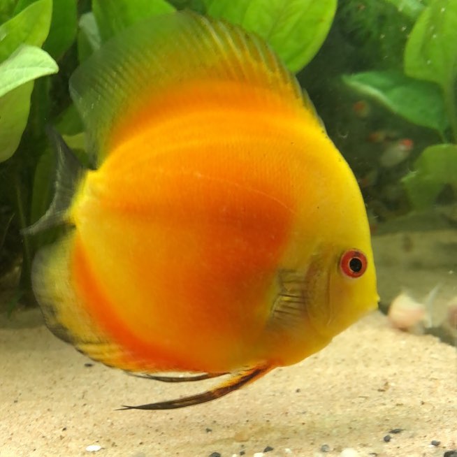 11 Most Popular Discus Fish: Make Your Aquarium Colorful - Aqua Life Expert