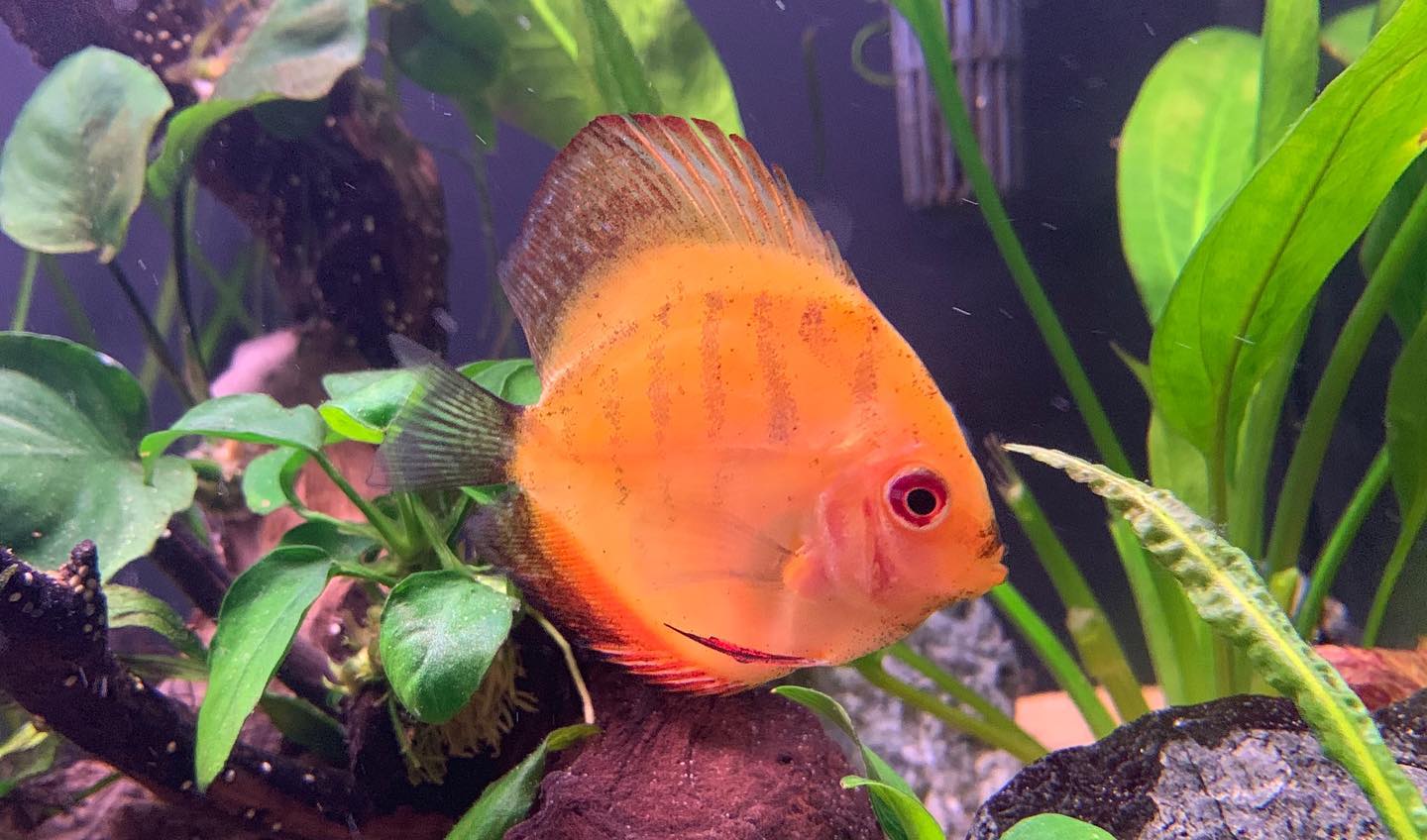 11 Most Popular Discus Fish: Make Your Aquarium Colorful - Aqua Life Expert