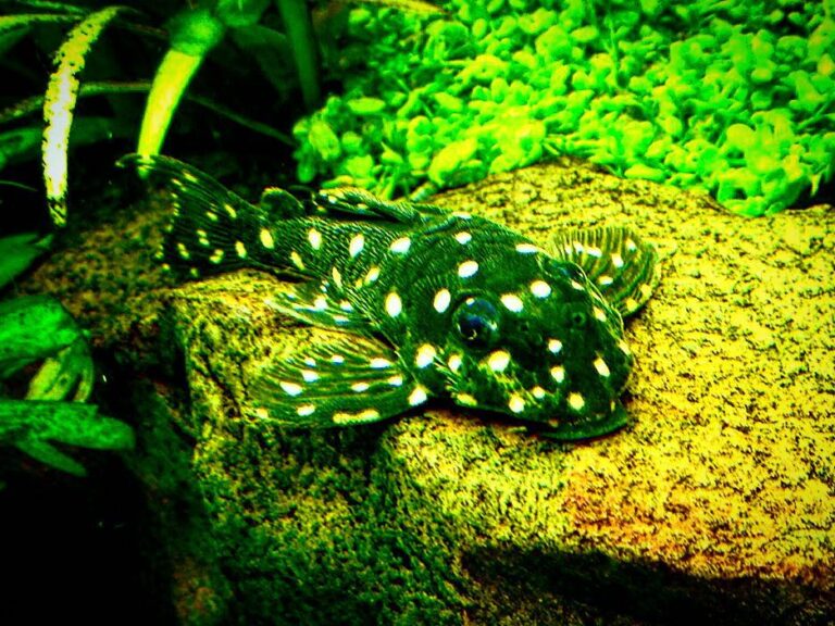 10 Types of Pleco Fish: With Pictures & Recommendation - Aqua Life Expert