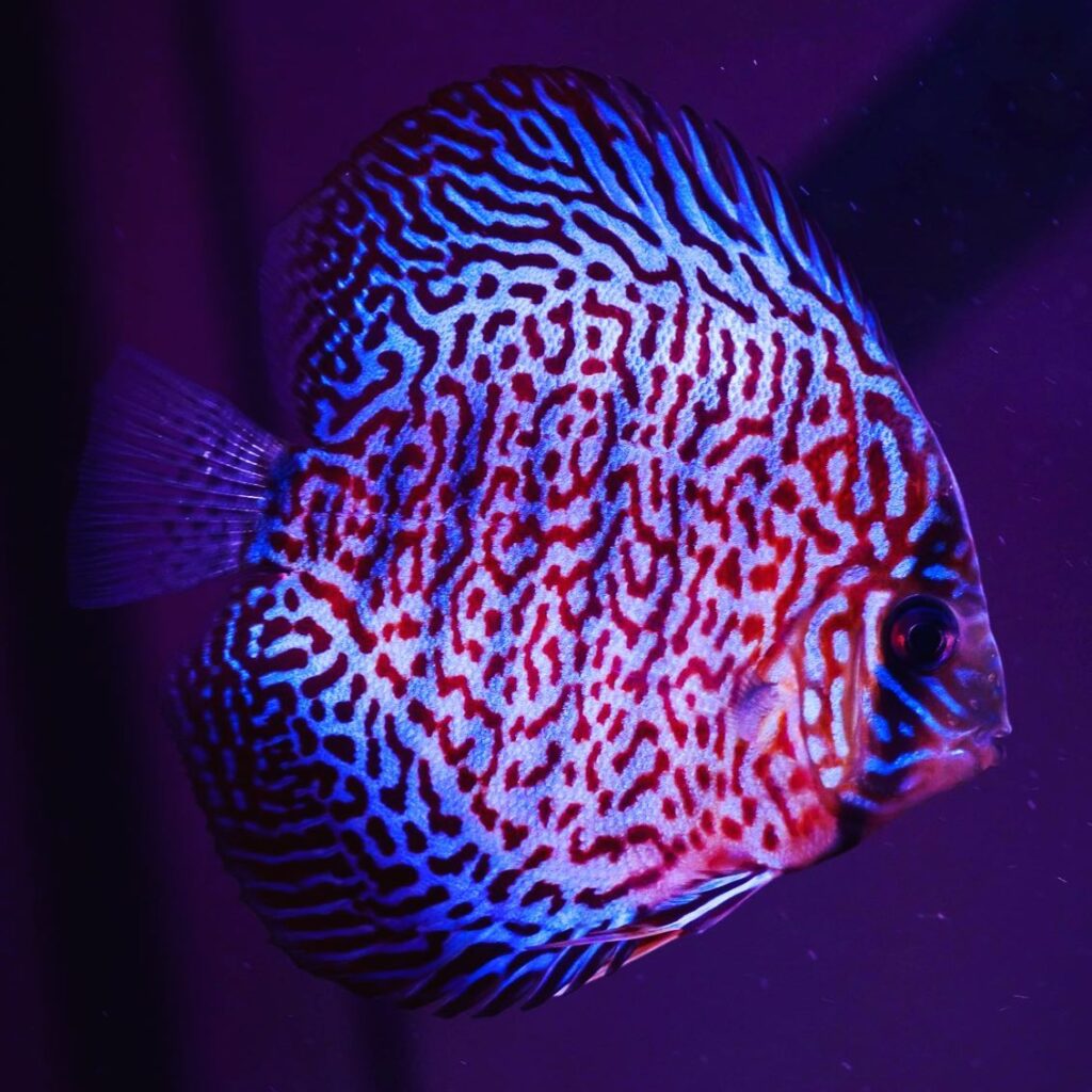 11 Most Popular Discus Fish: Make Your Aquarium Colorful - Aqua Life Expert