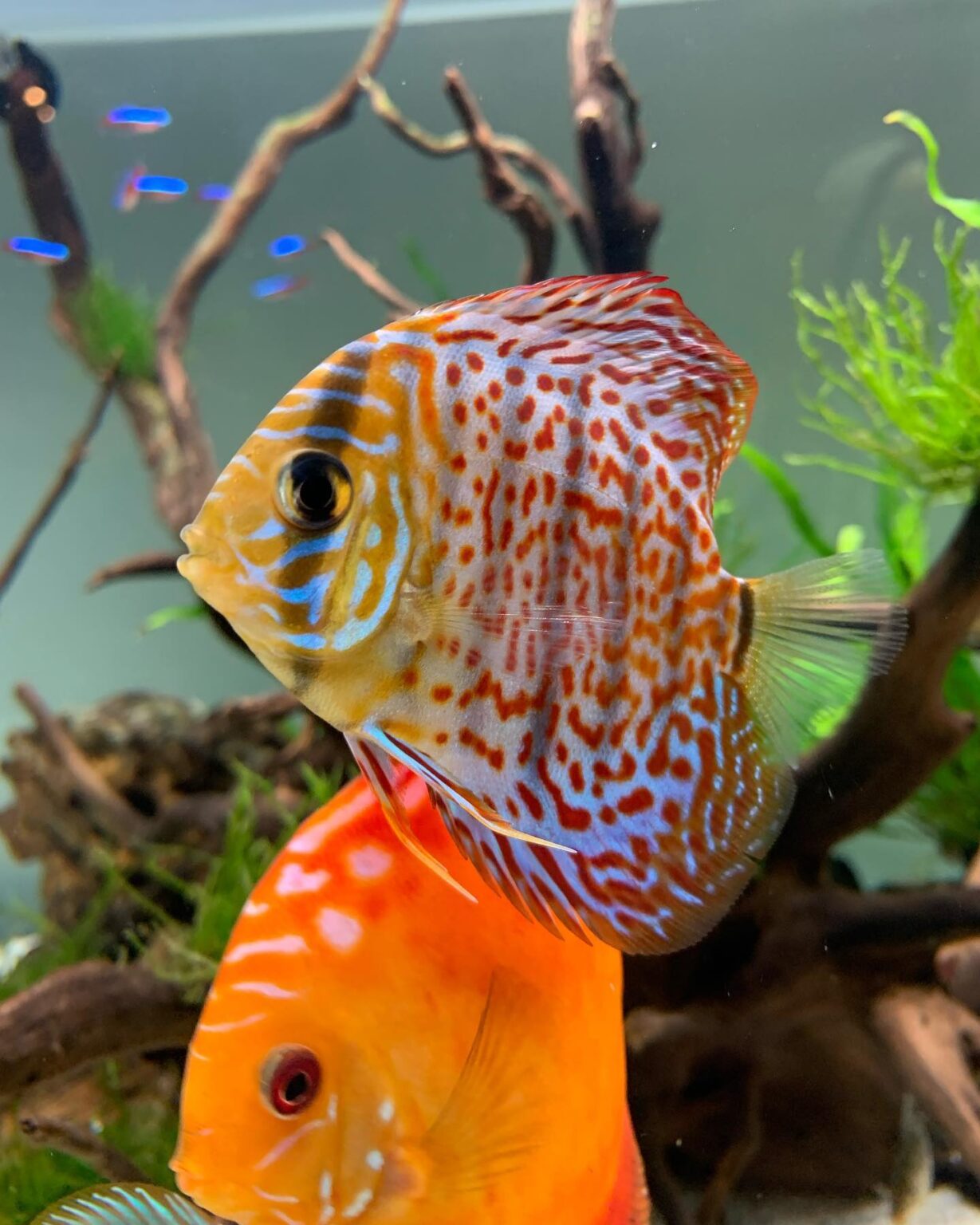11 Most Popular Discus Fish: Make Your Aquarium Colorful - Aqua Life Expert