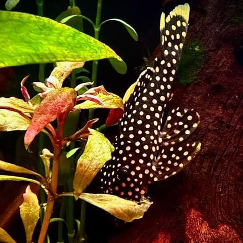 10 Types of Pleco Fish: With Pictures & Recommendation - Aqua Life Expert