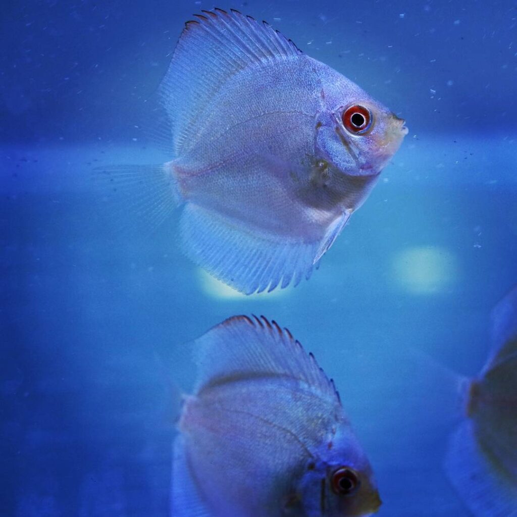 11 Most Popular Discus Fish: Make Your Aquarium Colorful - Aqua Life Expert