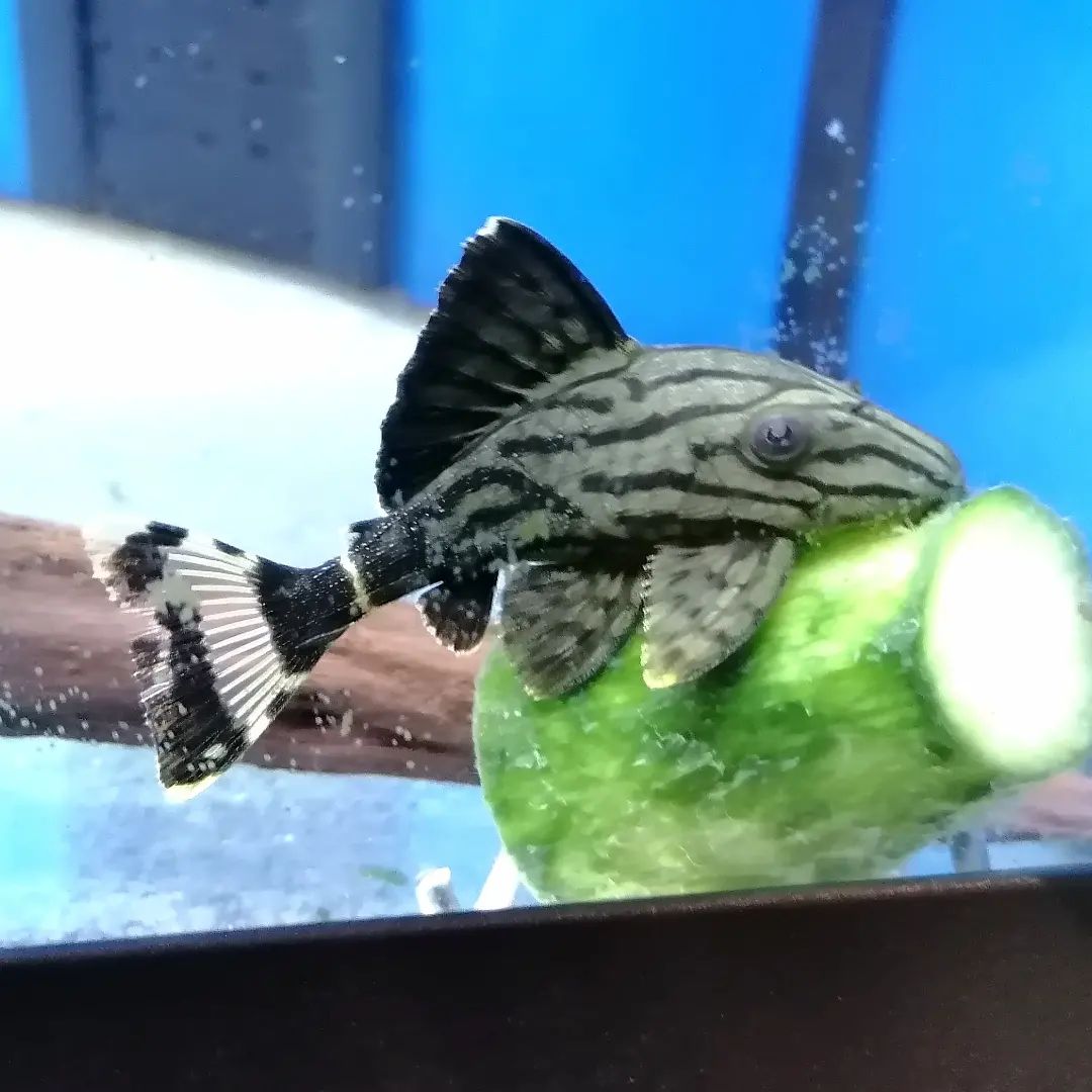 10 Types of Pleco Fish: With Pictures & Recommendation - Aqua Life Expert