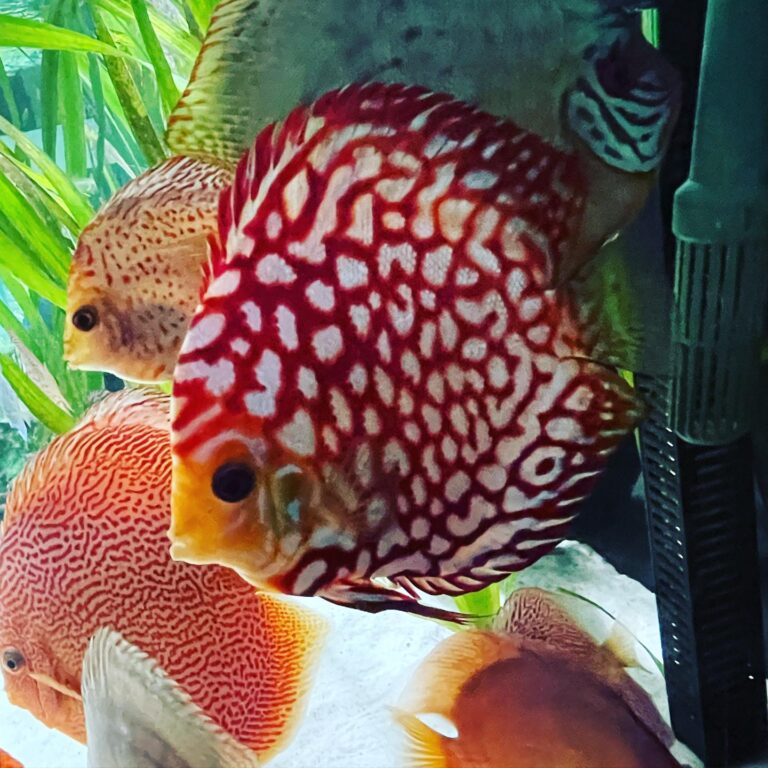 11 Most Popular Discus Fish: Make Your Aquarium Colorful - Aqua Life Expert
