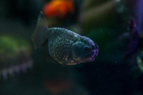 Best 13 Black Aquarium Fish With Pictures: Which one do You Have ...