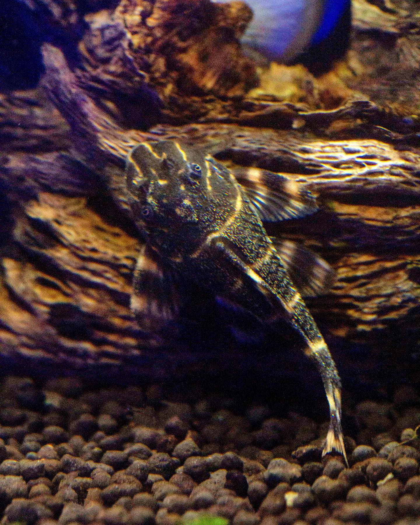 10 Types of Pleco Fish: With Pictures & Recommendation - Aqua Life Expert
