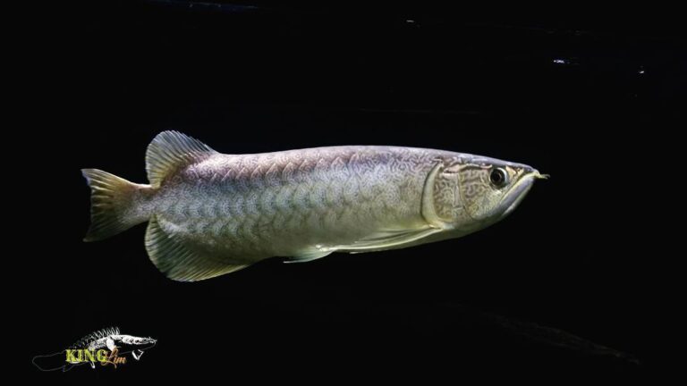 8 Most Popular Types of Arowana: Pictures, Origin & Description - Aqua ...
