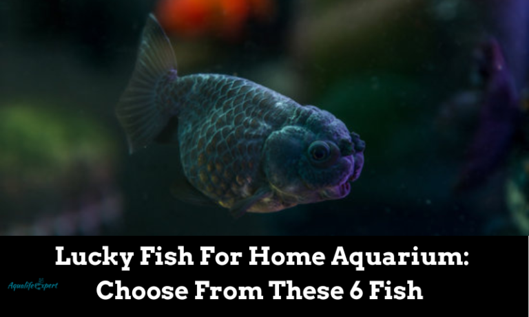 Lucky Fish For Home Aquarium: Choose From These 6 Fish - Aqua Life Expert