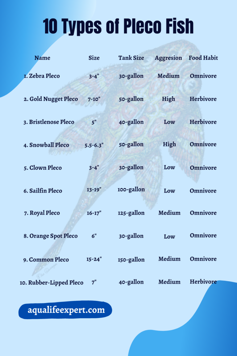 10 Types of Pleco Fish: With Pictures & Recommendation - Aqua Life Expert