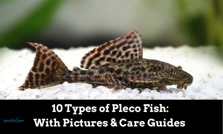 10 Types of Pleco Fish: With Pictures & Recommendation - Aqua Life Expert
