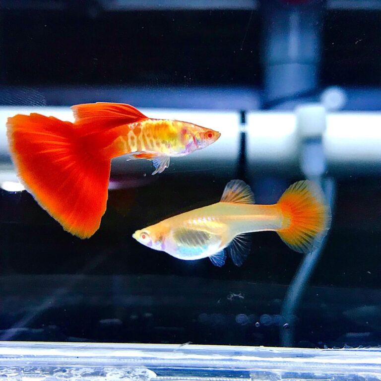 Lucky Fish For Home Aquarium: Choose From These 6 Fish - Aqua Life Expert