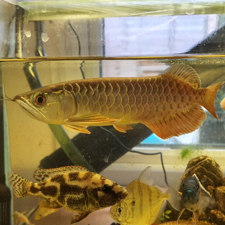 8 Most Popular Types of Arowana: Pictures, Origin & Description - Aqua ...
