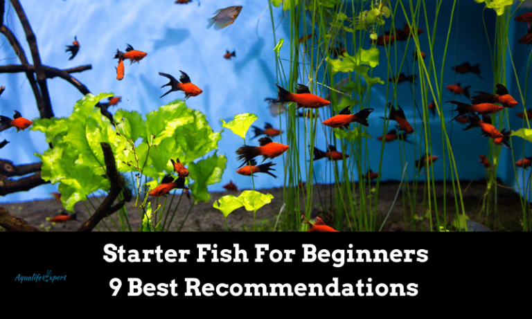 Starter Fish For Beginners: 9 Best Recommendations - Aqua Life Expert